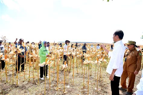 FOTO Tinjau Panen Jagung Di Sumbawa Presiden Tegaskan Pentingnya Keseimbangan Harga
