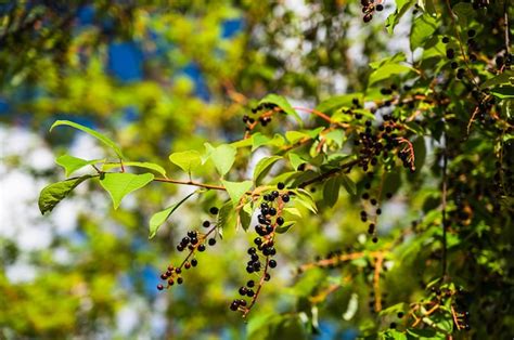 Lebbek Tree Images Free Download On Freepik