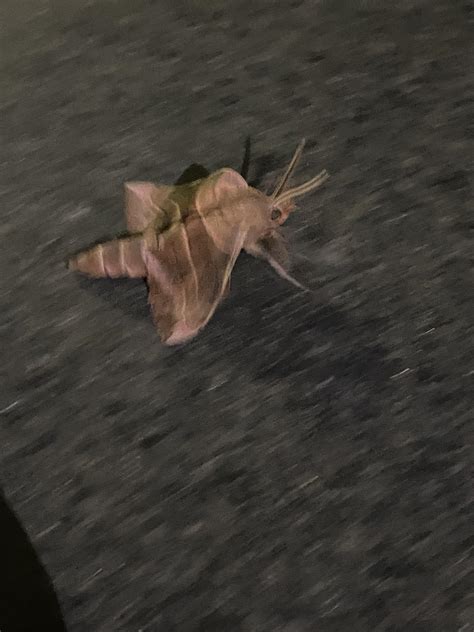 Moth Id Se Texas I Love Moths And Wanted To Better Photo Of This Guy