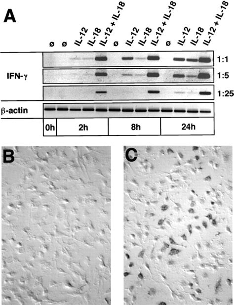 Endogenously Produced Ifn γ Induces Autocrine Macrophage Stimulation