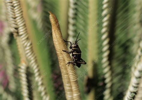 Eastern Lubber Grasshopper Nymph Stock Image Z3050218 Science