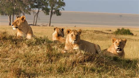 Amboseli National Park Lion Stock Video Footage 4k And Hd Video Clips