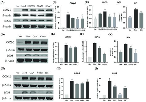 Canagliflozin Inhibits The Expression Of Cox 2 And Inos Proteins In