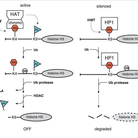 Pdf Translating The Histone Code
