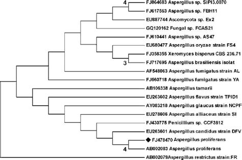 Phylogenetic Tree Analysis For Aspergillus Proliferans Download