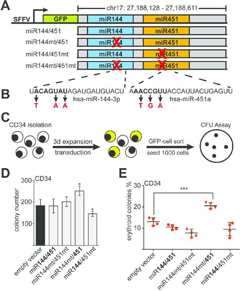 Mir451 Increases Erythroid Differentiation A Schematic Download
