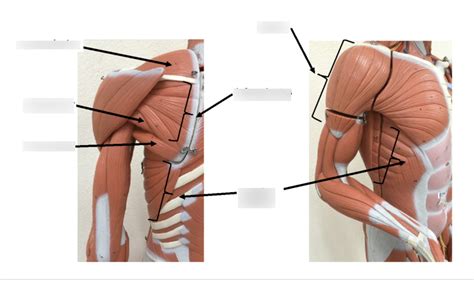 Skeletal Muscle Anatomy Pt6 Diagram Quizlet Skeletal Muscle Anatomy Pt6 Diagram Quizlet
