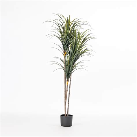 Clearance Everlasting Yucca Tree 165cm
