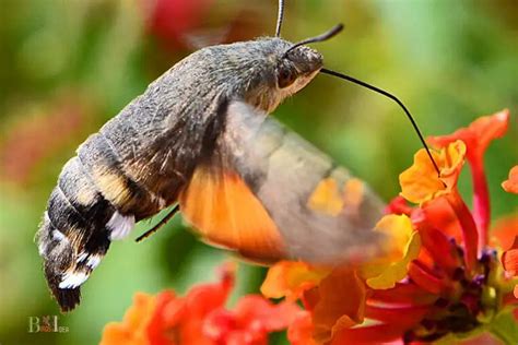 What Is A Hummingbird Moth Facts Characteristics And Behavior Birds