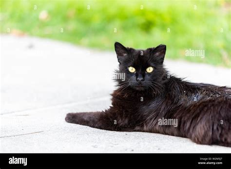 Stray Black Cat With Green Eyes Lying On Pavement Sidewalk Street In