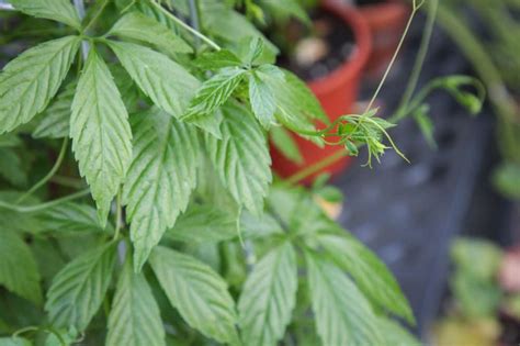 เจี๋ยวกู่หลาน Jiaogulan เมล็ดพันธุ์พืช ราคาถูก Facebook