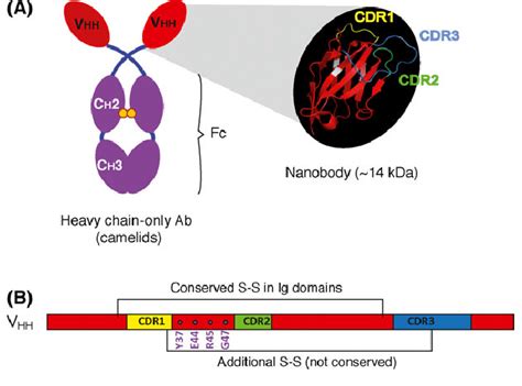 Structure Of Camelid Heavy Chain Only Antibodies And Nanobodies A Download Scientific