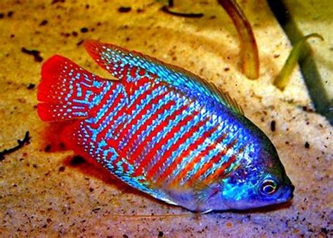 Mengenal Ikan Gurame Mini