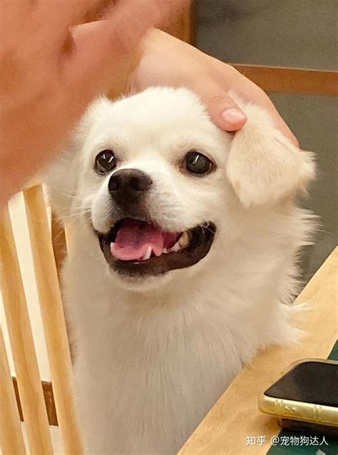狗狗“最爱”被摸这几个地方，是信任你的表现，你摸错了 知乎