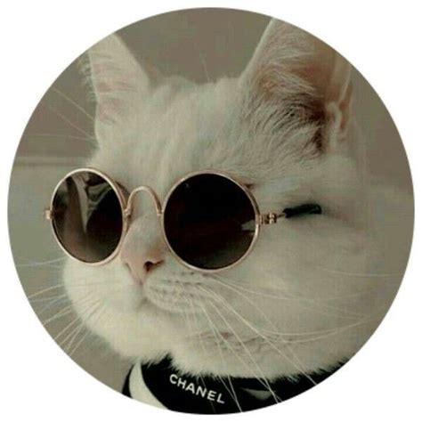 Pin By Acam On Quick Saves Cat Profile Cartoon Profile Pics Cute