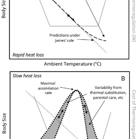 Predicted Effects Of Ambient Temperature On Body Size Of Developing