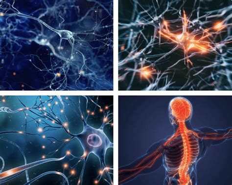 What Is The Nervous System By Dr Hailey Jackson Front Porch News Texas