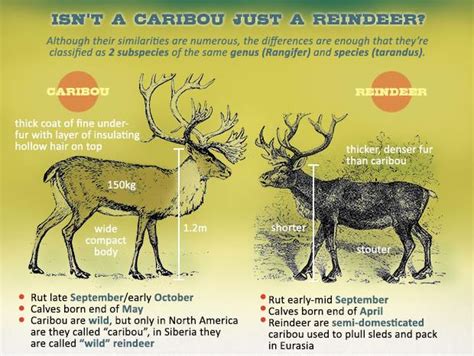 Caribou Vs Reindeer Reindeer And Caribou Wwf Arctic