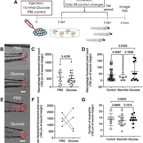 Exogenous Glucose Does Not Affect Neutrophil And Macrophage Recruitment