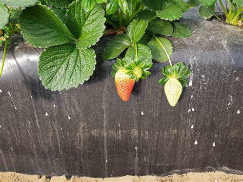 Meyve Olgunluk Object Detection Dataset And Pre Trained Model By Yapay Zeka