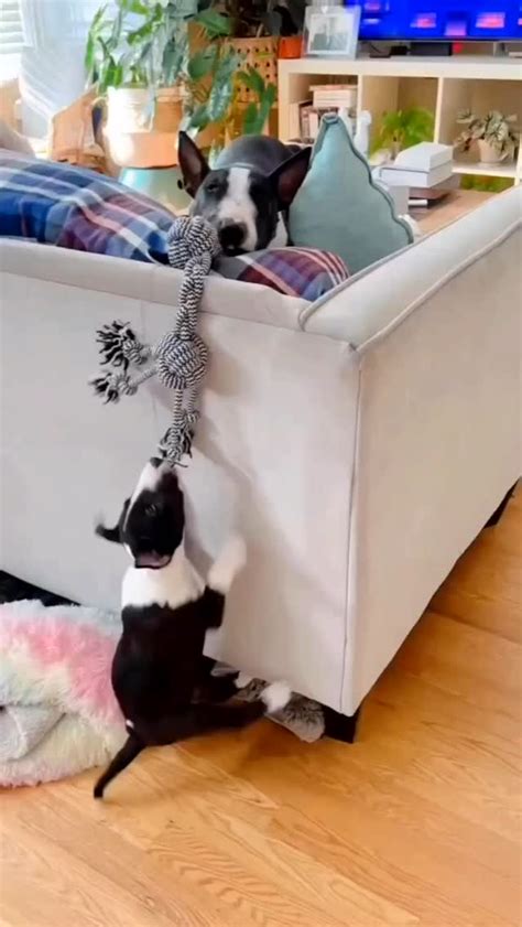 Bull Terrier Fanpage I Cant Stop Laughing At This 😂 📷 Ttig