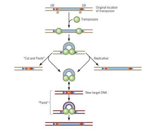 Lecture 11 Transcription Flashcards Quizlet