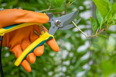 6 Expert Approved Pruning Tips Every Gardener Should Know