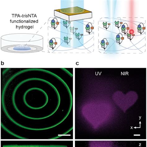 In Situ Protein Assembly In 3d By One And Two Photon Excitation A