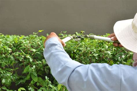Gardener Cutting Hedge With Grass Shears Stock Image Image Of Cutting Growth 43671803
