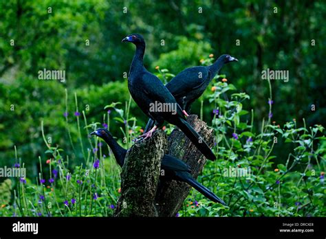 Guan Tree Hi Res Stock Photography And Images Alamy
