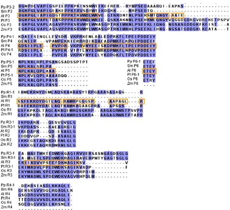 Sequence Analysis Of The C Terminal Extensions Of Several Clp Subunits