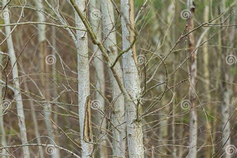 Trunks Of Small Deciduous Trees Stock Image Image Of Environment