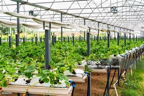 Photo Libre De Droit De Serre Moderne Pour La Culture De La Fraise Avec