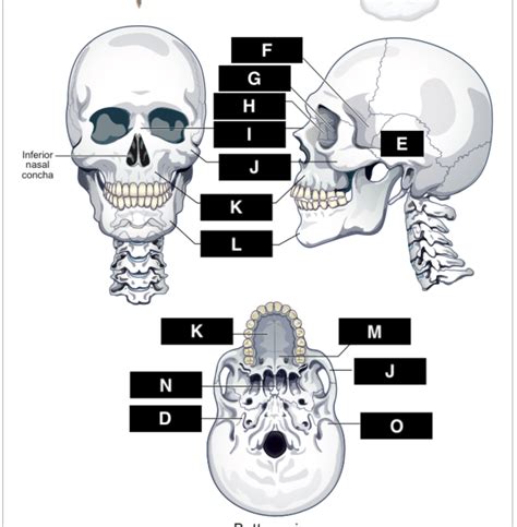 Skeletal Framework Facial Bone Diagram Quizlet