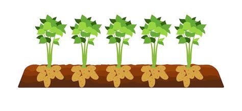 Premium Vector Vegetable Potato Beds Tuber Vegetables Potato Graphic