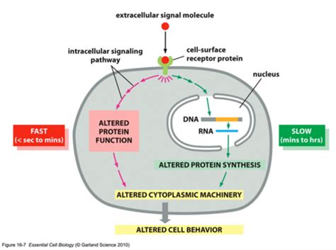 Introduction Flashcards Quizlet Introduction Flashcards Quizlet
