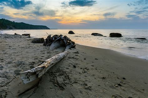 쓰러진 나무가있는 야생 모래 해변의 아름다운 풍경 긴 노출에 돌출 된 바위가있는 바다 일몰 동안 수평선에 가파른 해안 0명에