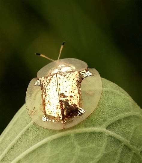 Tortoise Shell Beetle Tortoise Shell Beetle