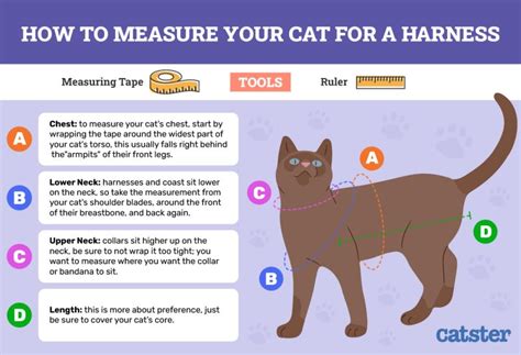 How To Measure For A Cat Harness 3 Vet Approved Tips Catster