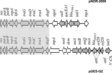 Genetic Map Of PGES GZ And Comparative Analysis Of Its Sequence With Download Scientific
