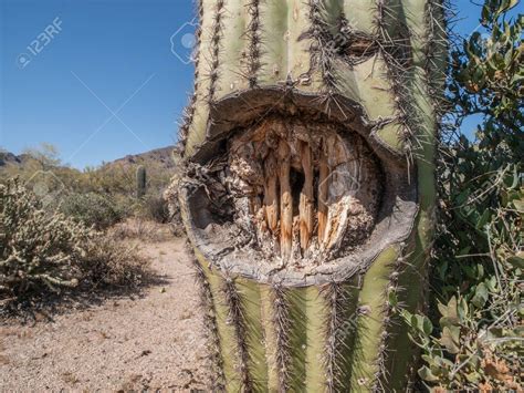 Saguaro Cactus Structure — Entire Landscapes