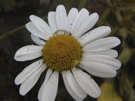 Daisy Bunga Musim Panas Foto Gratis Di Pixabay Pixabay