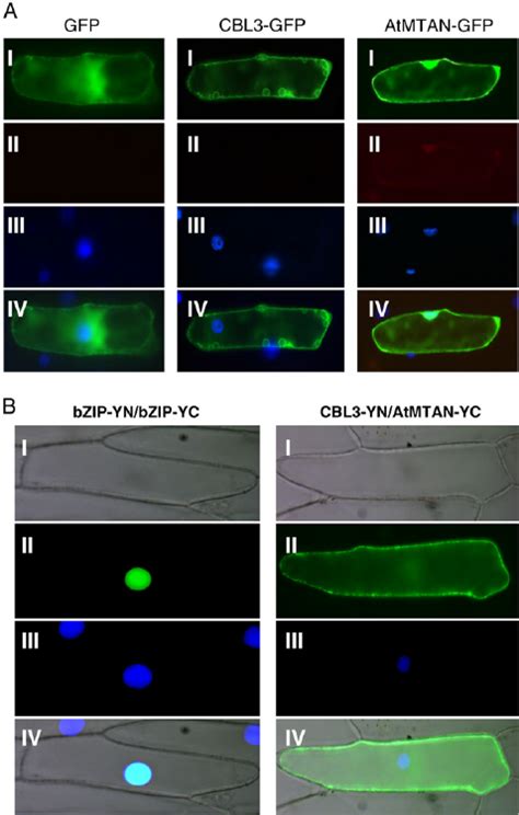 Subcellular Localization Of The Cbl3 And Atmtan Proteins And Their