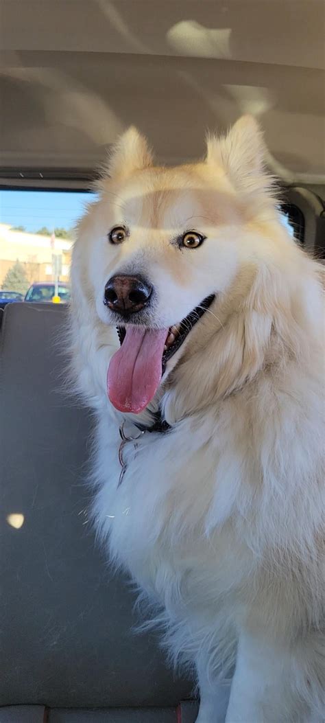 My Best Girl Miss Nyla Here Are Some Of Her Growing Up And Full