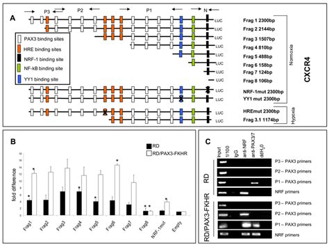 Cxcr4 Promoter Deletion Studies And Transcription Binding Sites