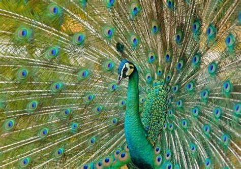 3 Types Of Peacocks Plus Interesting Facts Nayturr