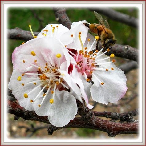 Κάρβας ΜΕΛΙΣΣΑ Picture Plants Blog Posts