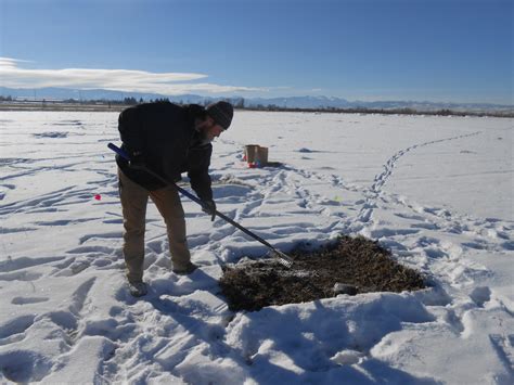Cropland Weeds Research Msu Extension Ipm Program Montana State