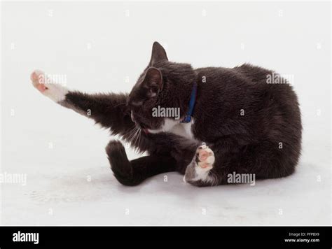 Black And White Cat Licking Itself Stock Photo Alamy