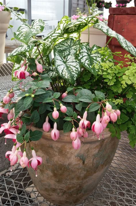 Create Easy Outdoor Shade Planter With Caladium Fuchsia And Maiden